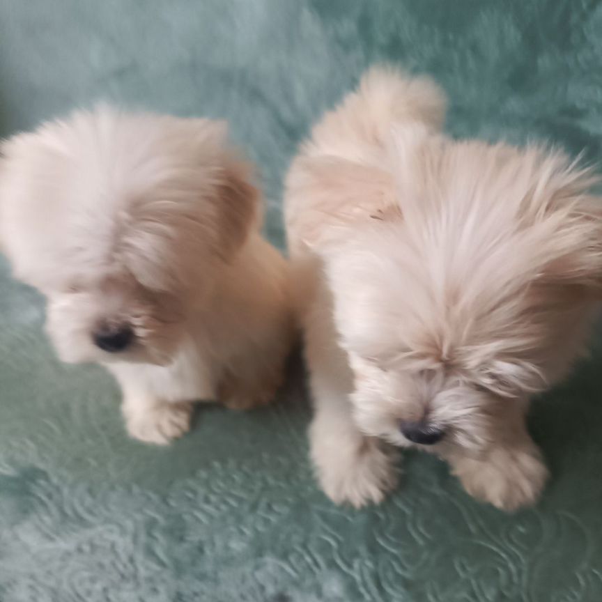 Мальтийская болонка, щенок