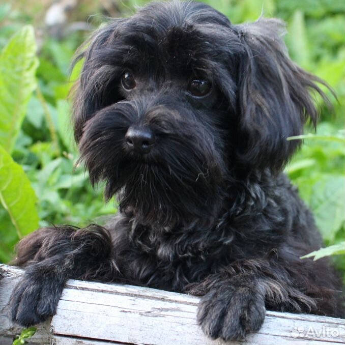 Черный бриллиантик