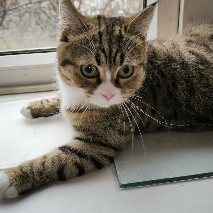 Миниатюрная Соня ищет новый дом