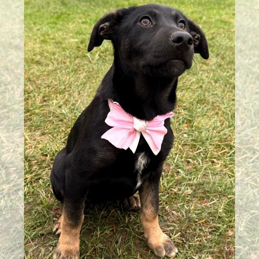 Щенок в добрые руки