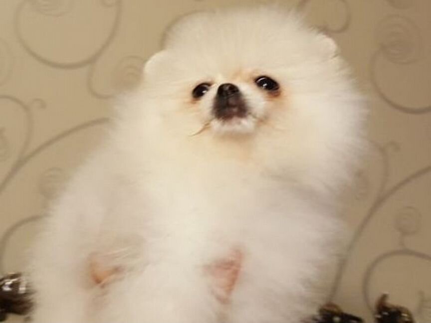 Девочка- белоснежка