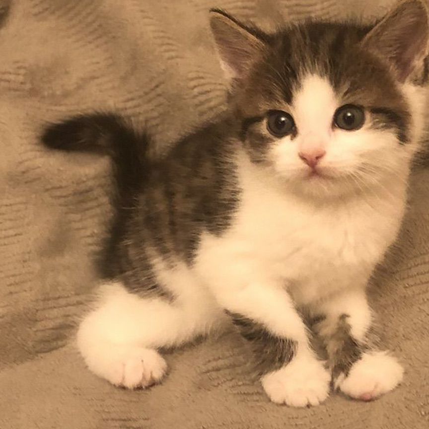 Сибирские котята