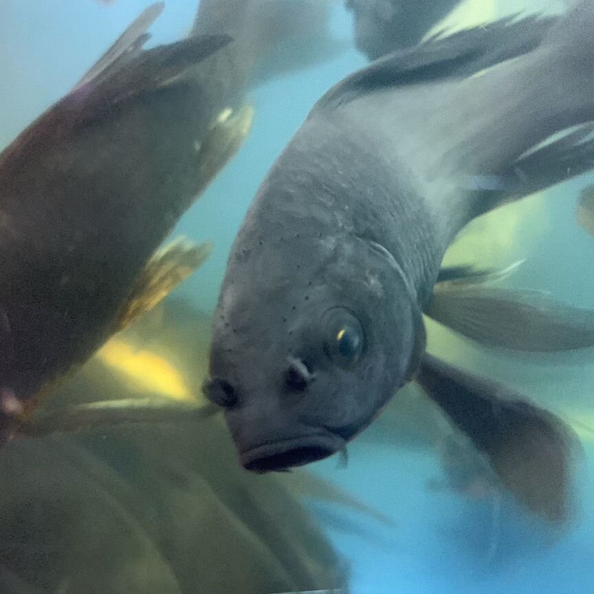 Комета черная