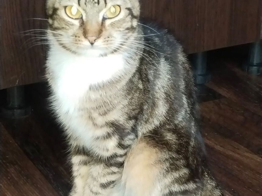 Котик Изюм нуждается в семье