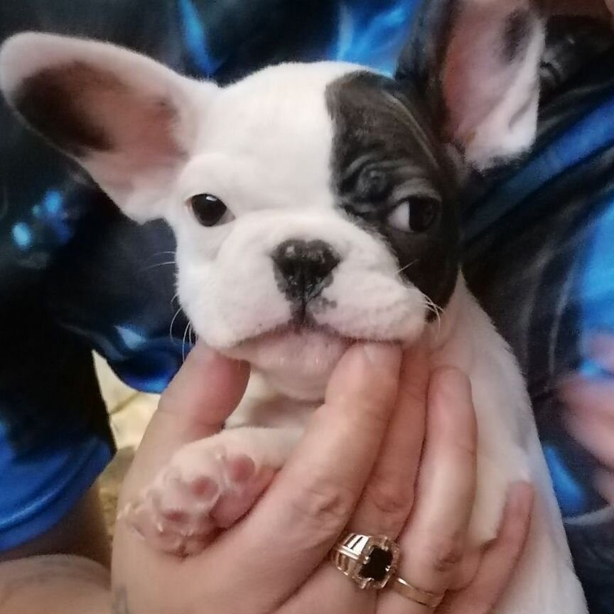 Французский бульдог, щенок