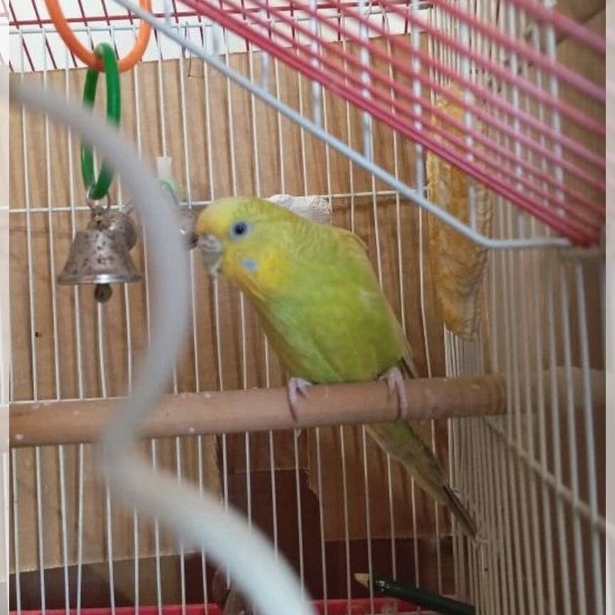 Волнистый попугай