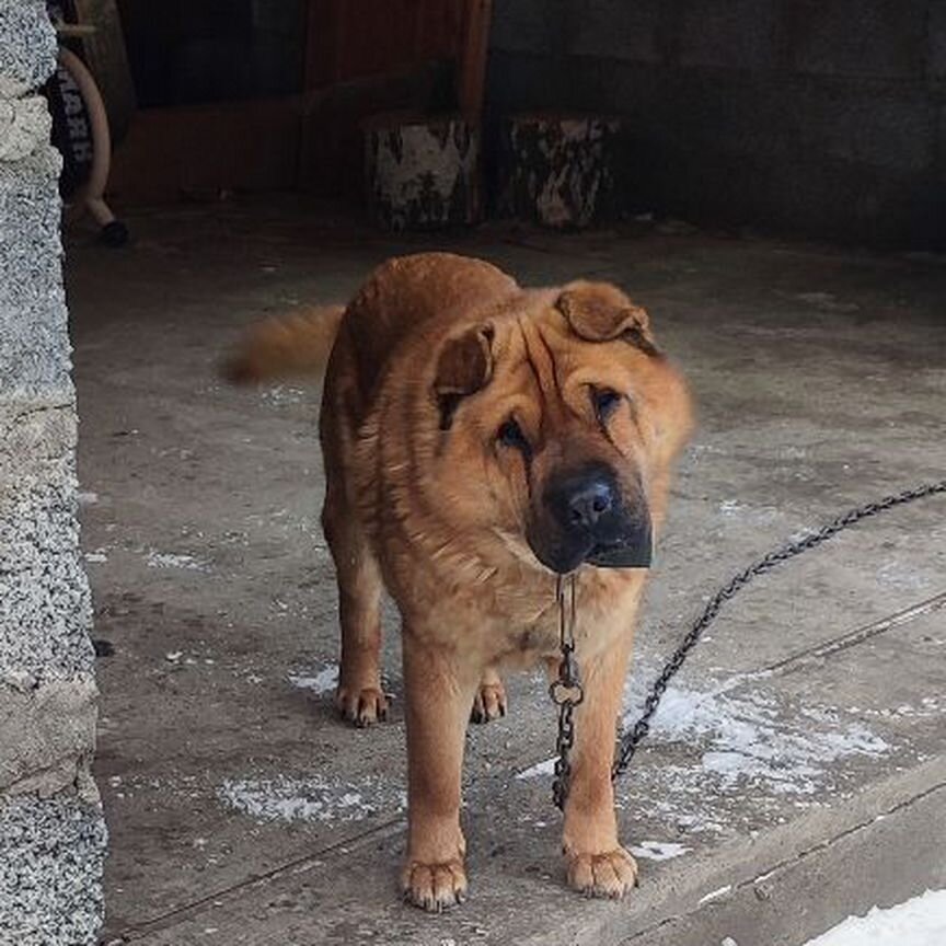 Немецкая овчарка, взрослый пёс