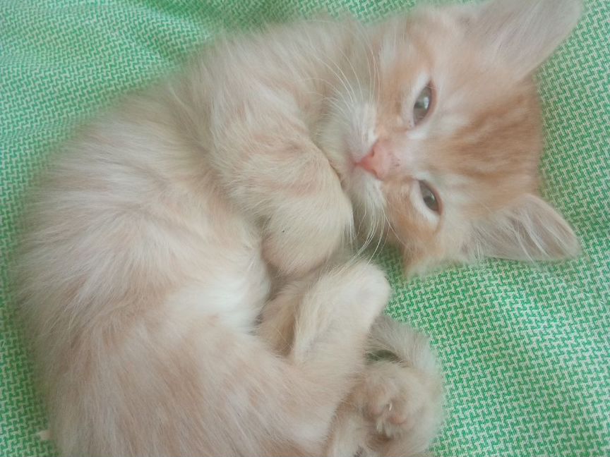 Рыжий котенок