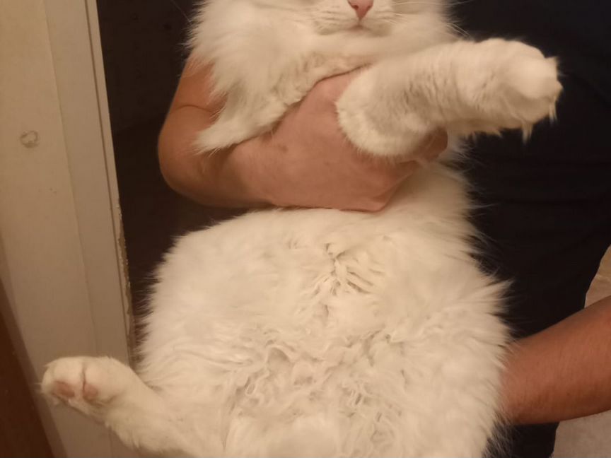 Котики бесплатно в добрые руки