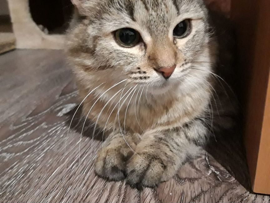 Кошечка Люси в добрые руки