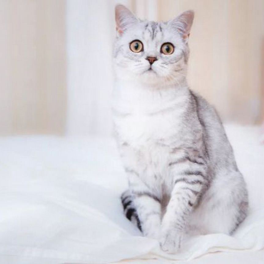 Британские котята