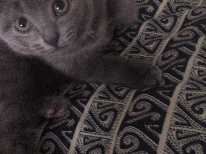 Вислоухие котята