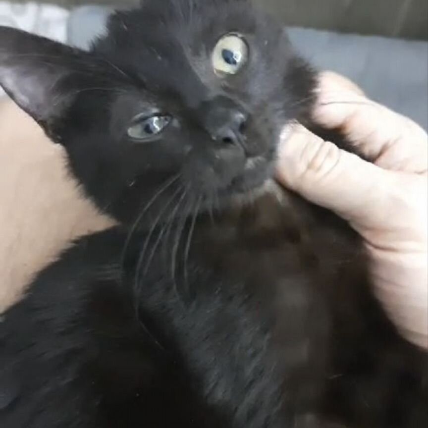 Котик с приданным)