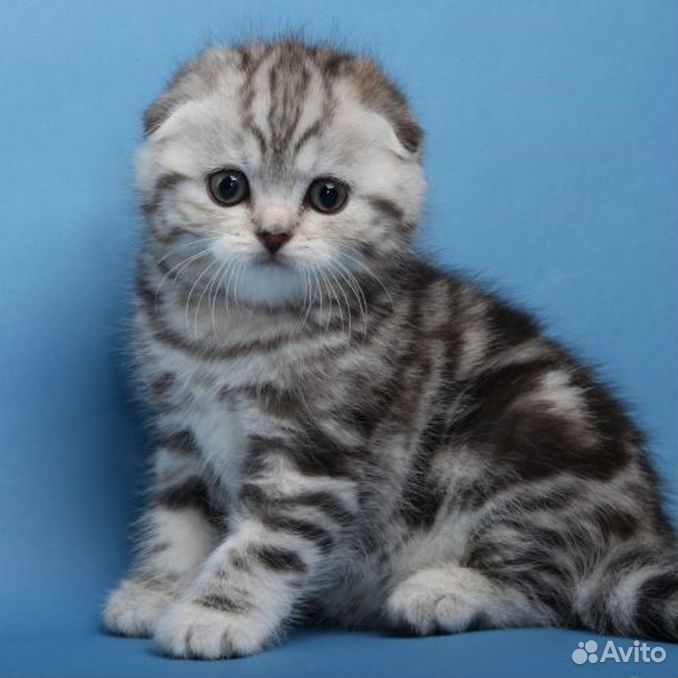 Кошечка вислоухая мраморная