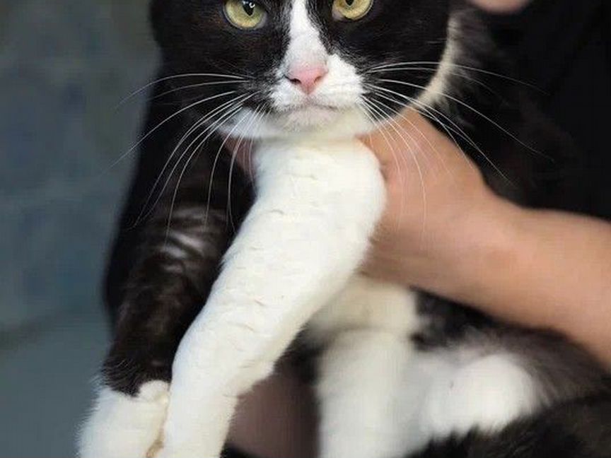 Я серьёзная чёрная кошка,а душа белая и пушистая