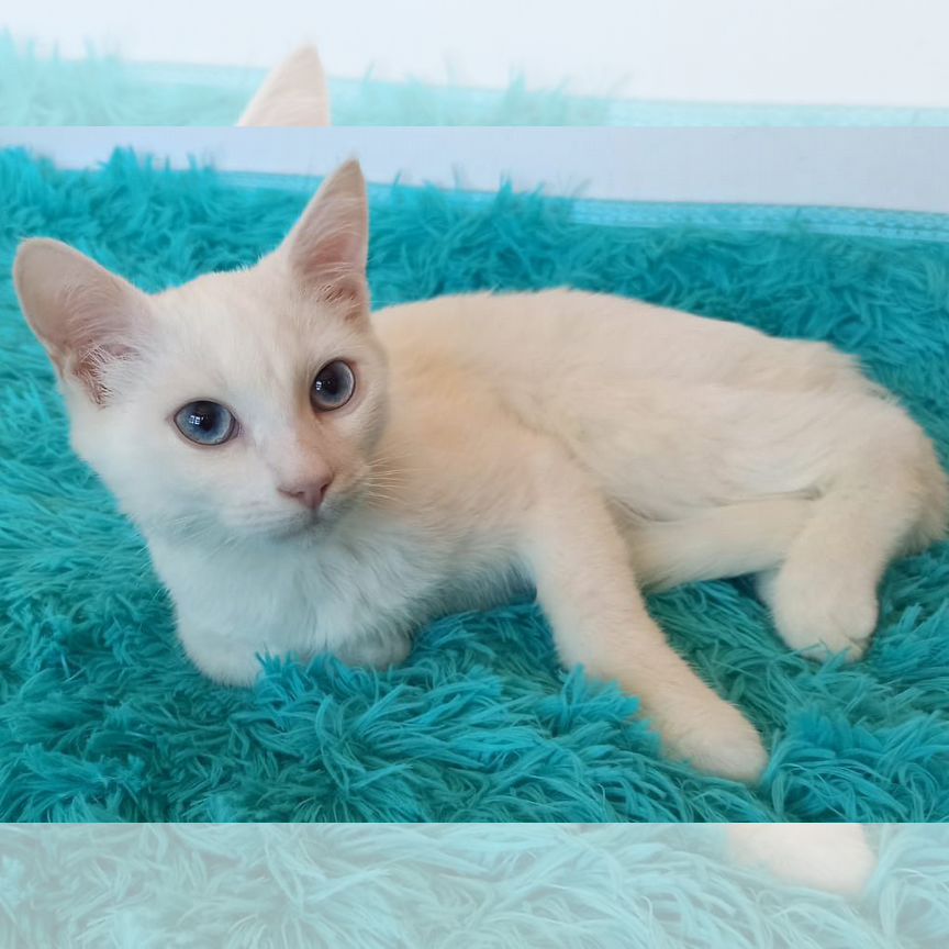 Глухой котенок в дар белый