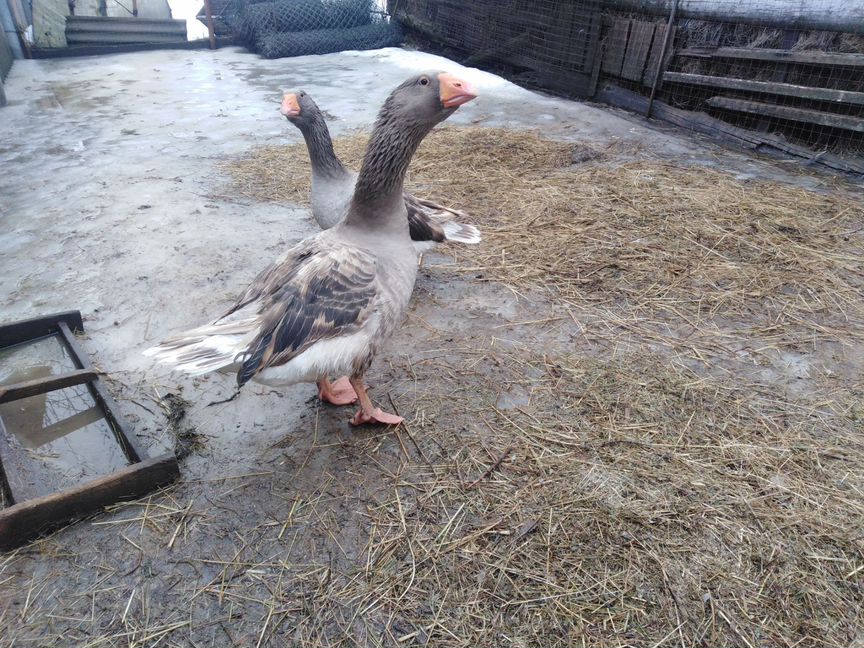 Гуси Тульские бойцовые обмен продажа