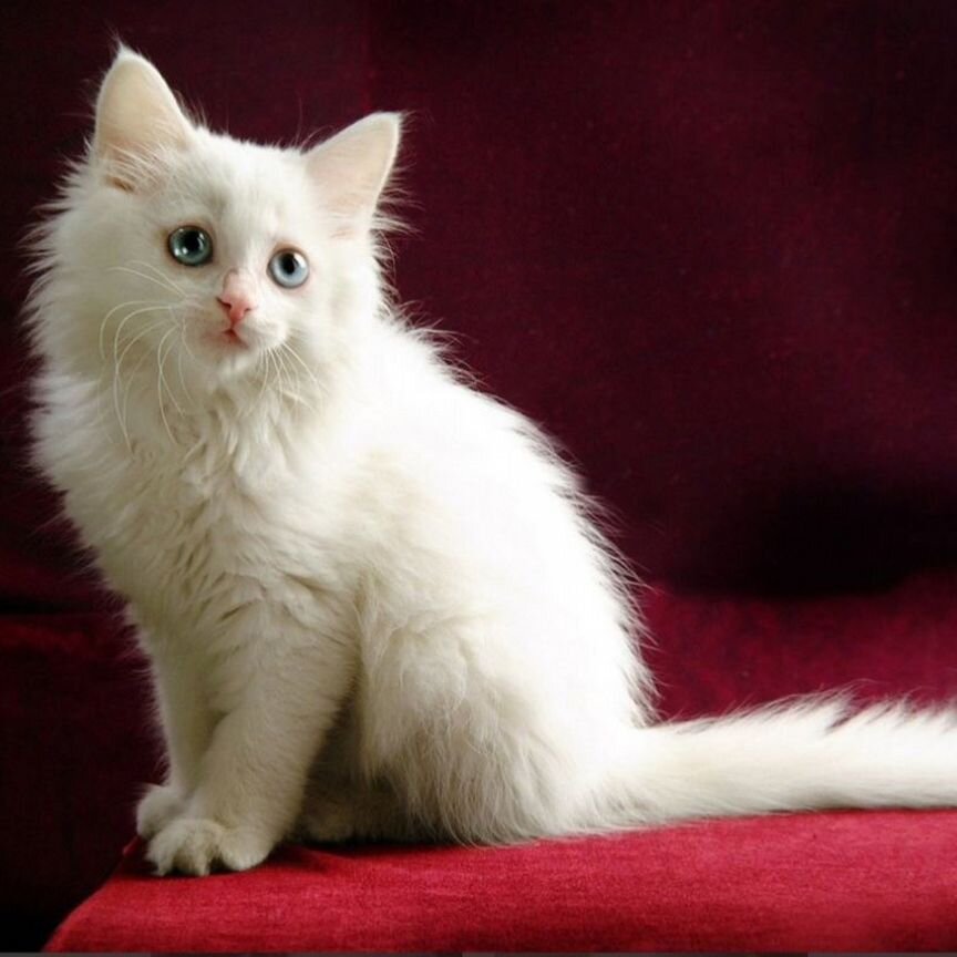 Турецкая ангора девочка