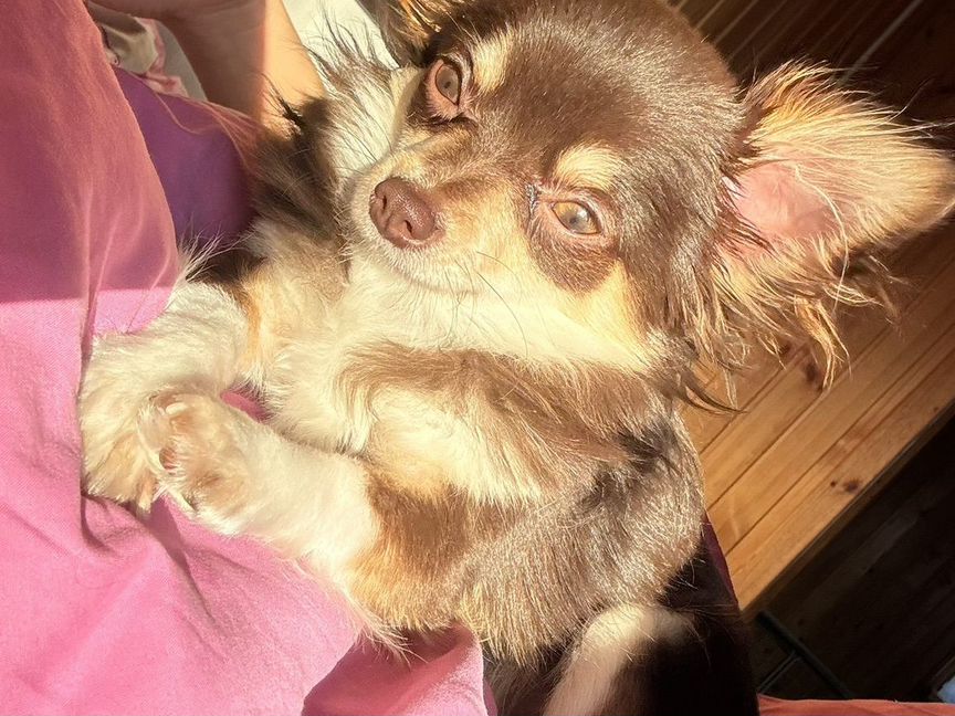 Чихуахуа мини