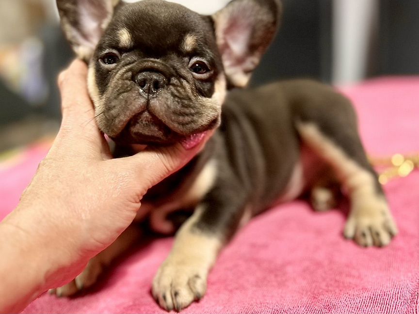 Французский бульдог девочка какао тан с флаффи