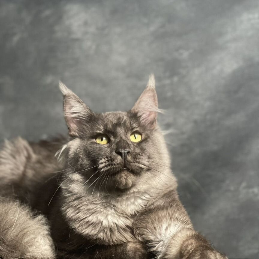 Котята мейн-кун черный дым