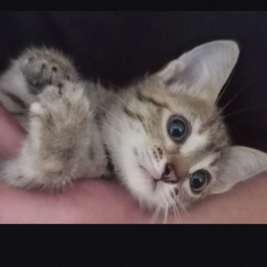 Европейский короткошёрстный котёнок