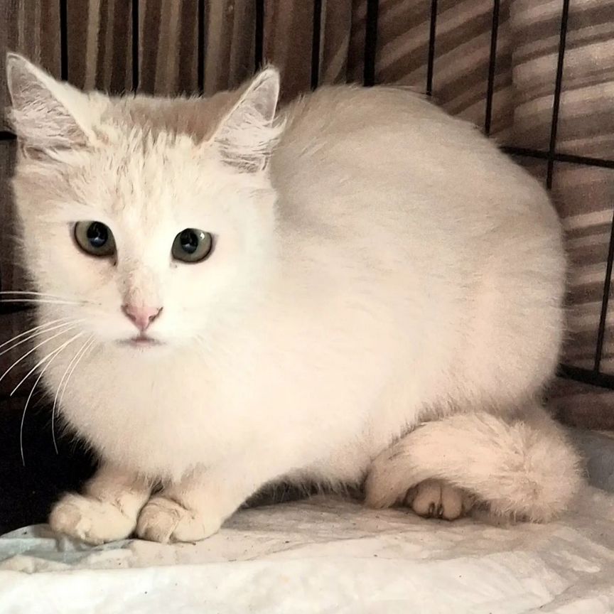 Европейский короткошёрстный котёнок
