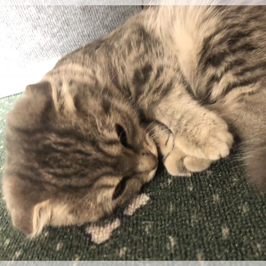 Шотландский вислоухий короткошёрстный котёнок