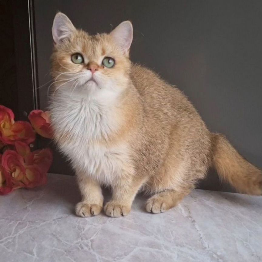 Девочка золотая шиншилла