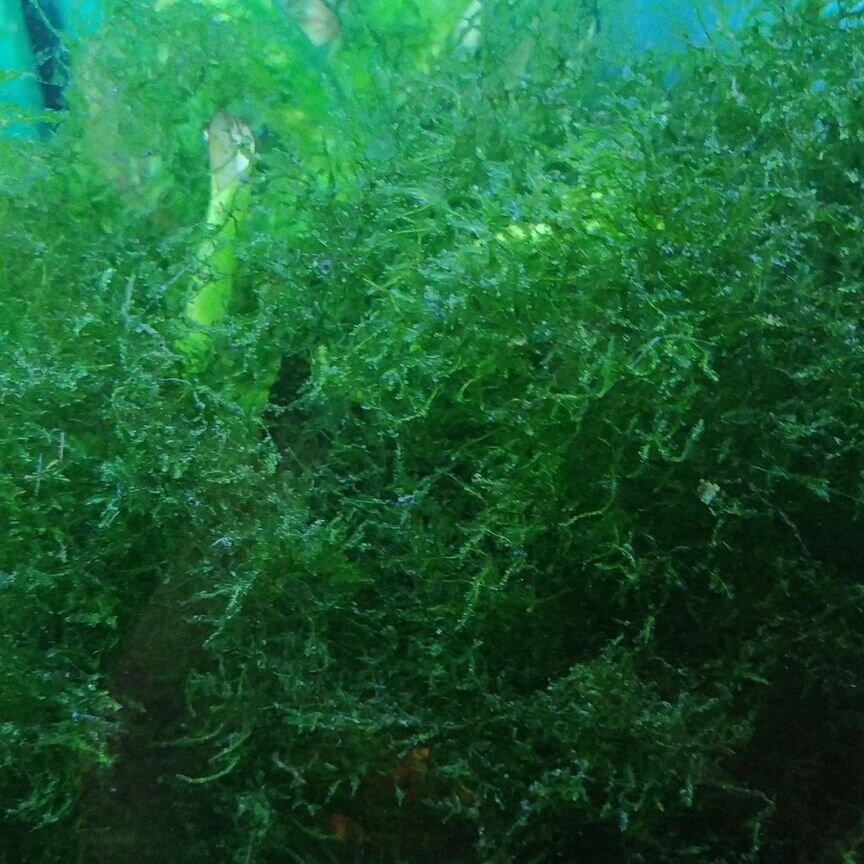 Рождественский мох