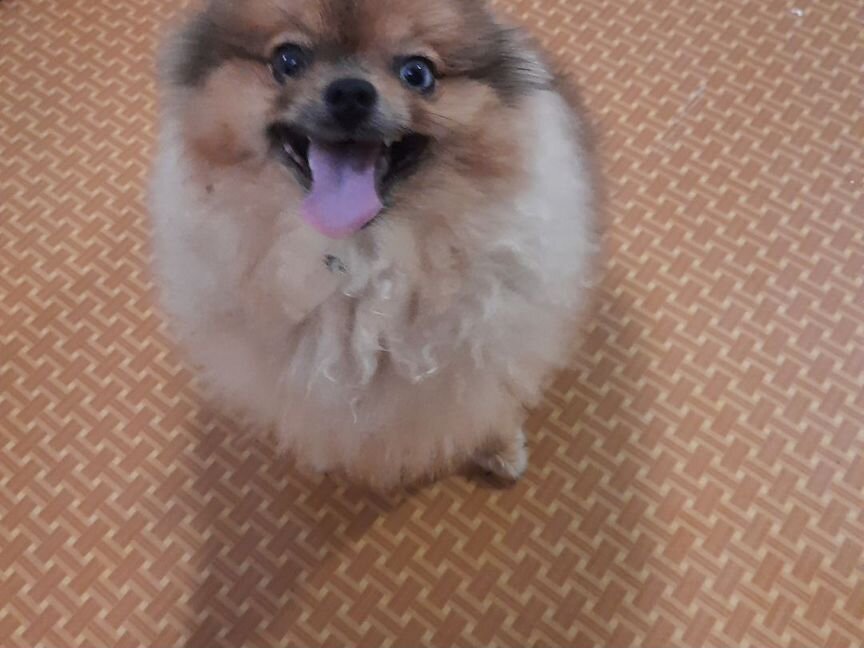 Померанский шпиц мини щенок