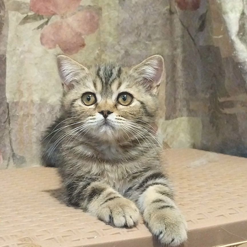 Шотландский прямоухий длинношёрстный котёнок