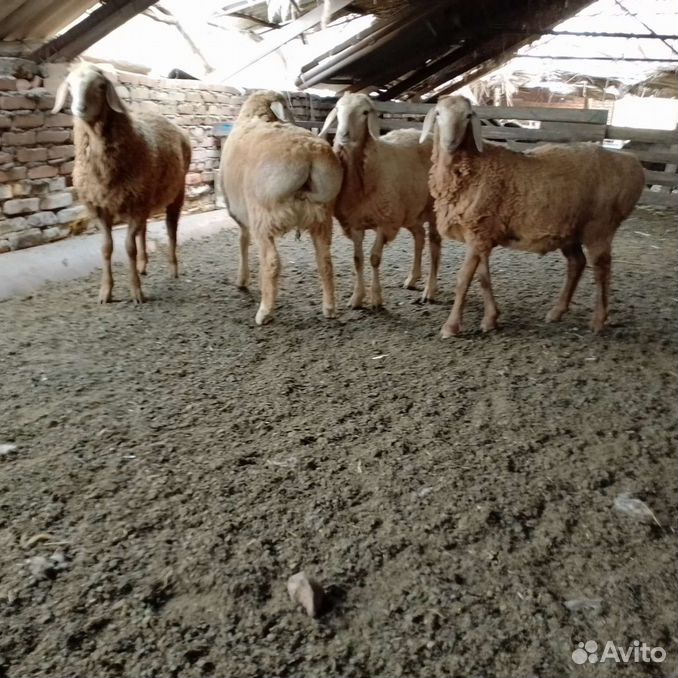 Баранчики на племя