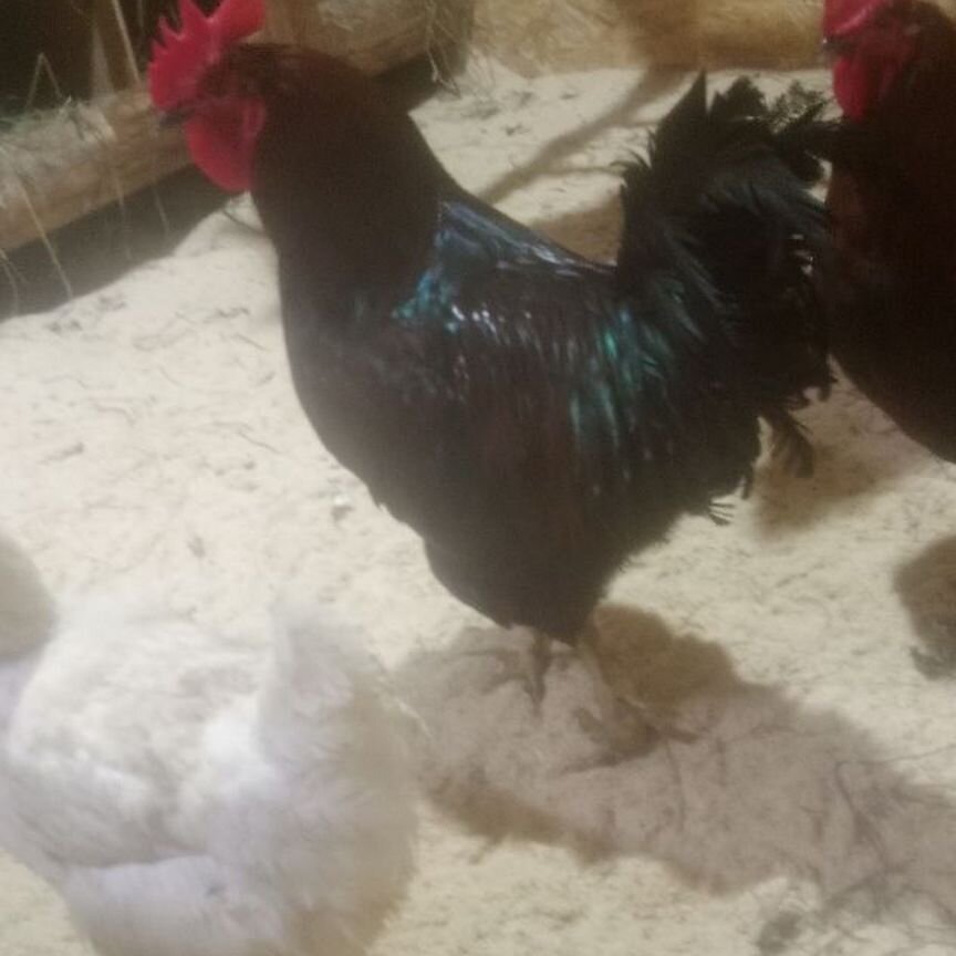 Молодые петухи