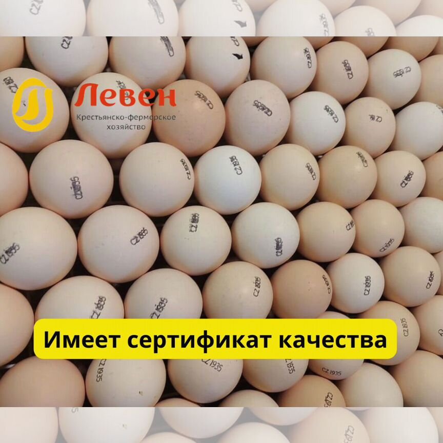 Импортное инкубационное яйцо Росс 308