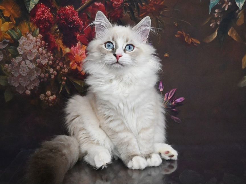 Невский маскарадный котенок