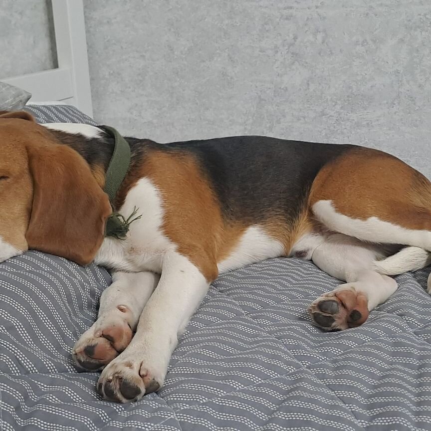 Бигль в добрые руки