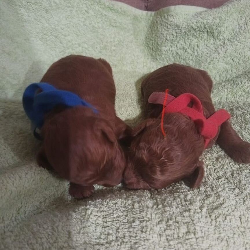 Шикарные малыши