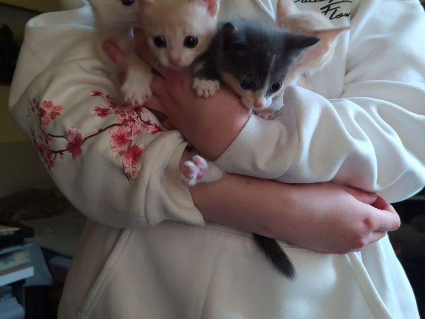 Котята в добрые руки