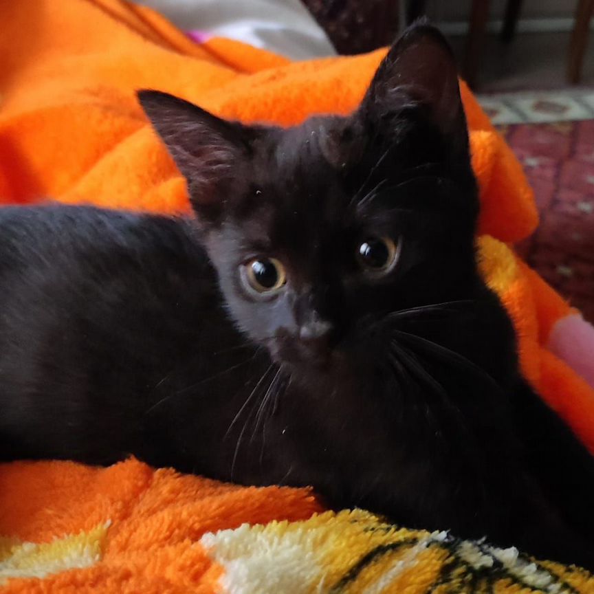 Маленький шустрый котёнок