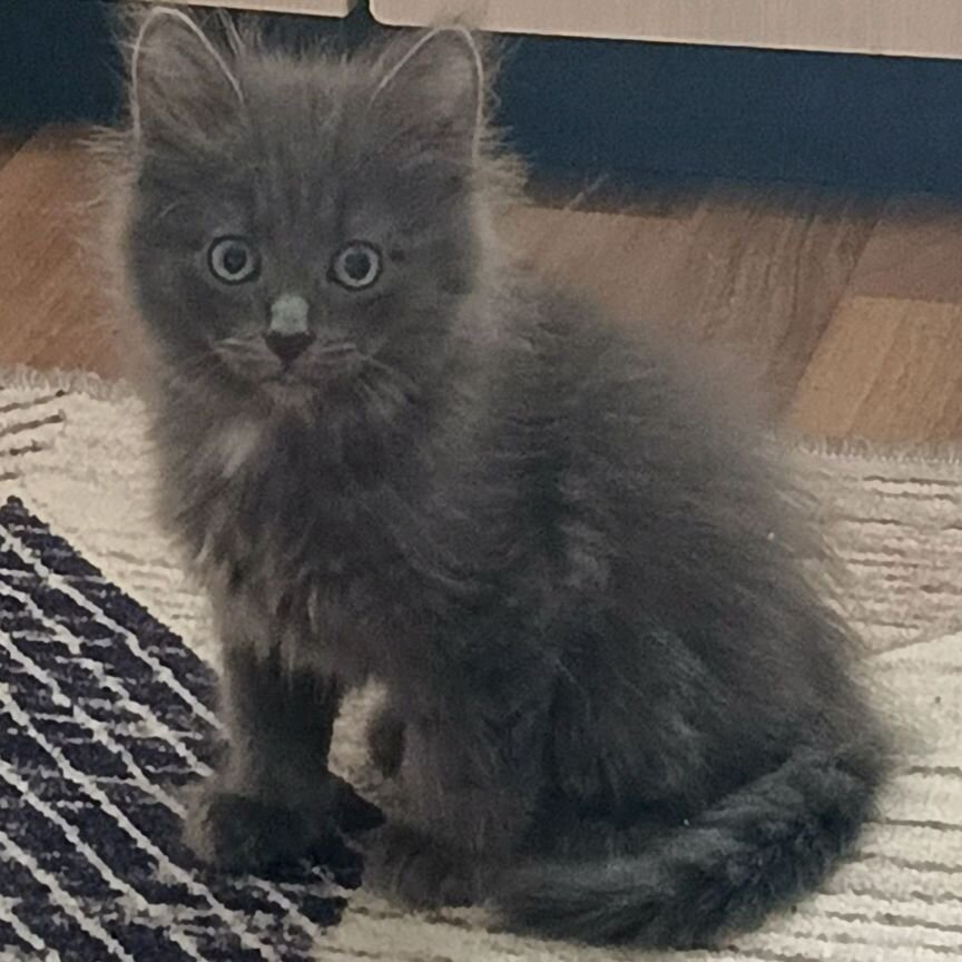 Котята в добрые руки мальчики