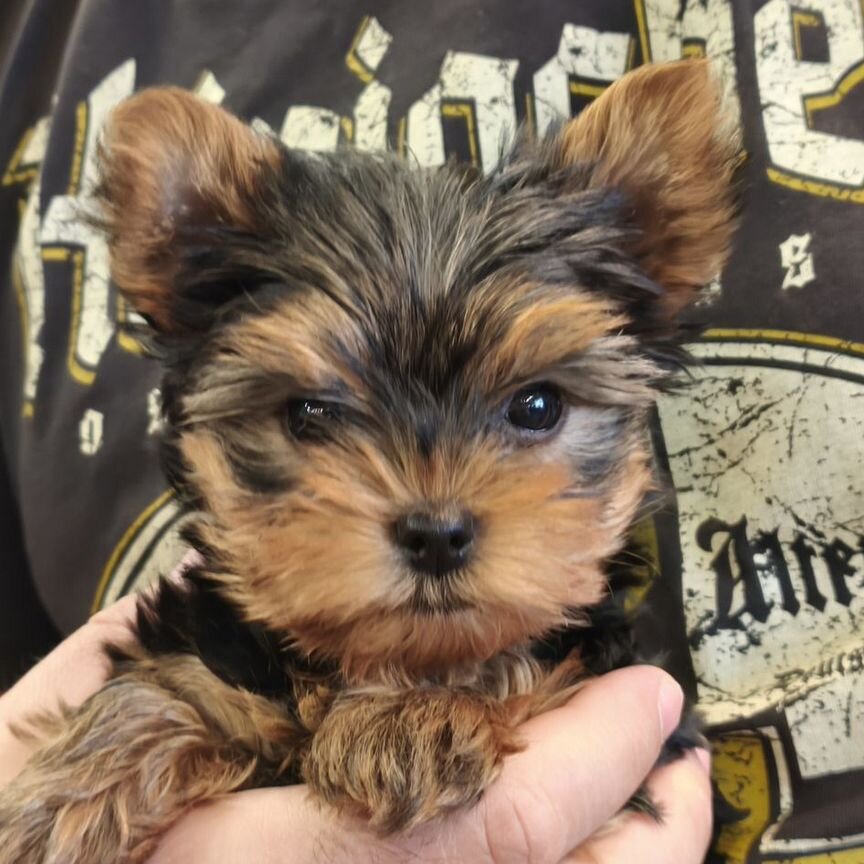 Йоркширский терьер, щенок