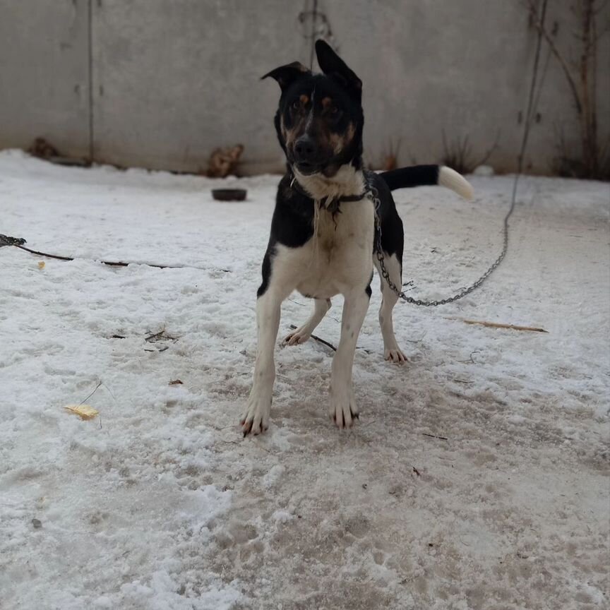 Взрослый пёс в добрые руки