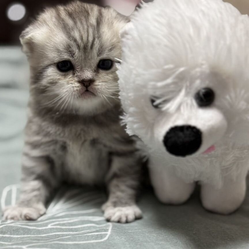 Шотландская вислоухая