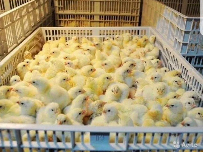 Цыплята суточные