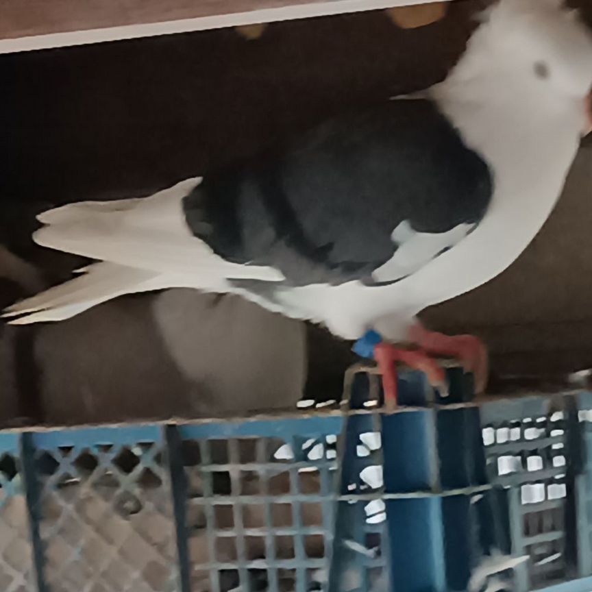 Бойные голуби