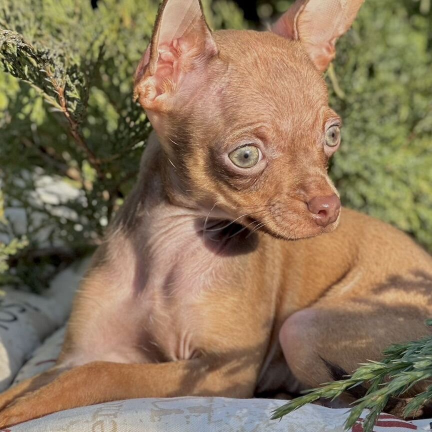 Русский той-терьер, щенок