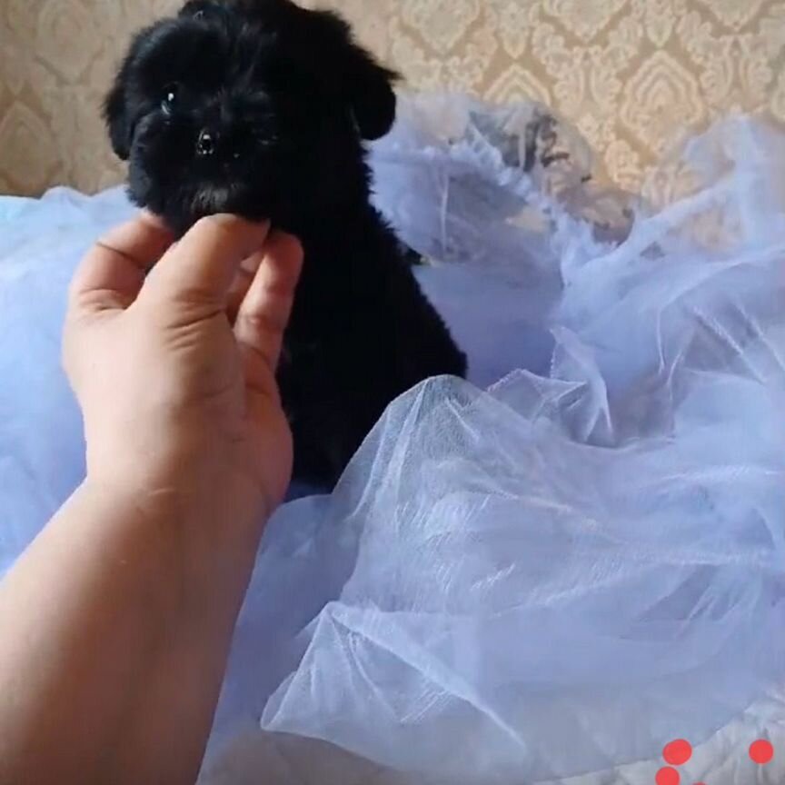 Девочка мальтипу ф1