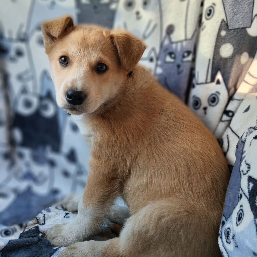 Красивая щенулька ищет дом, привезу