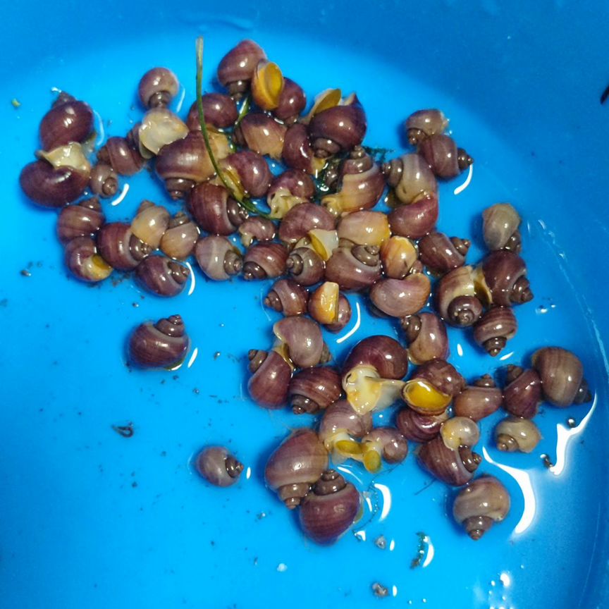 Улитки ампулярии